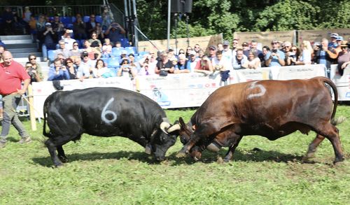 Stechfest: Eringer-Kühe kämpfen um Königstitel: kloteneranzeiger.ch